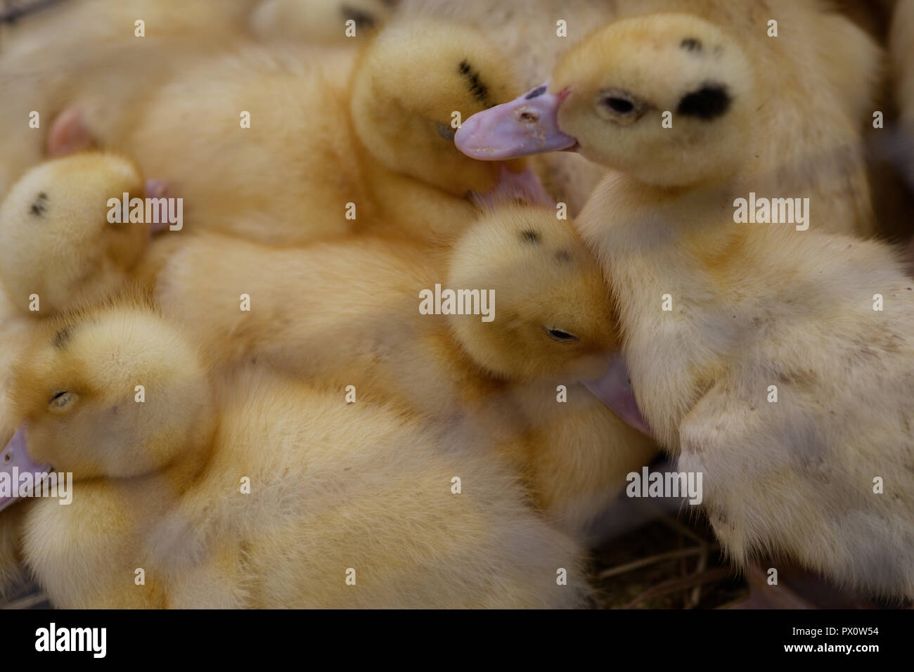 Kleine braune enten -Fotos und -Bildmaterial in hoher Auflösung – Alamy