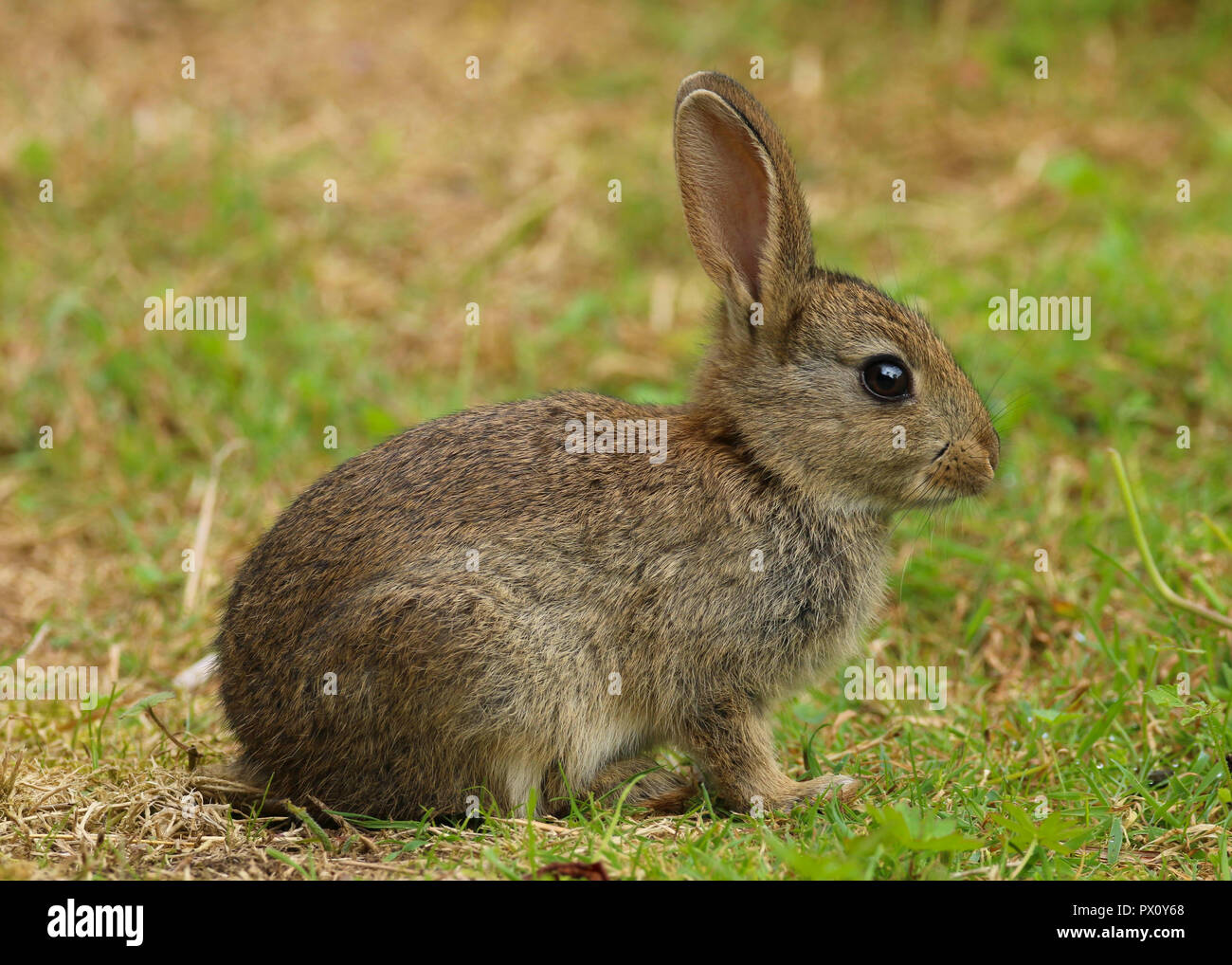 Baby wildkaninchen -Fotos und -Bildmaterial in hoher Auflösung – Alamy
