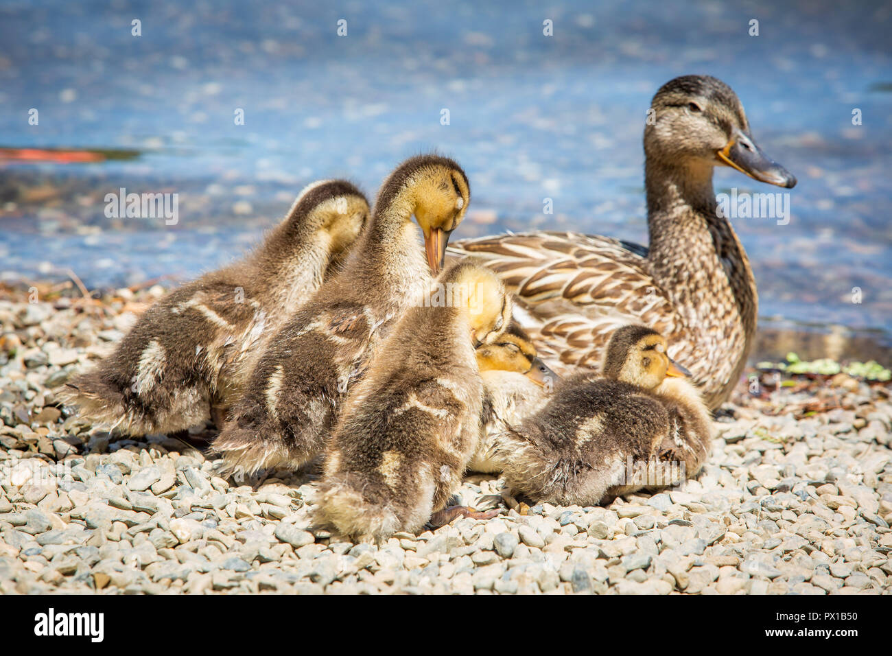 Familie von niedlichen kleinen Entenküken, die zusammen an der See im ...