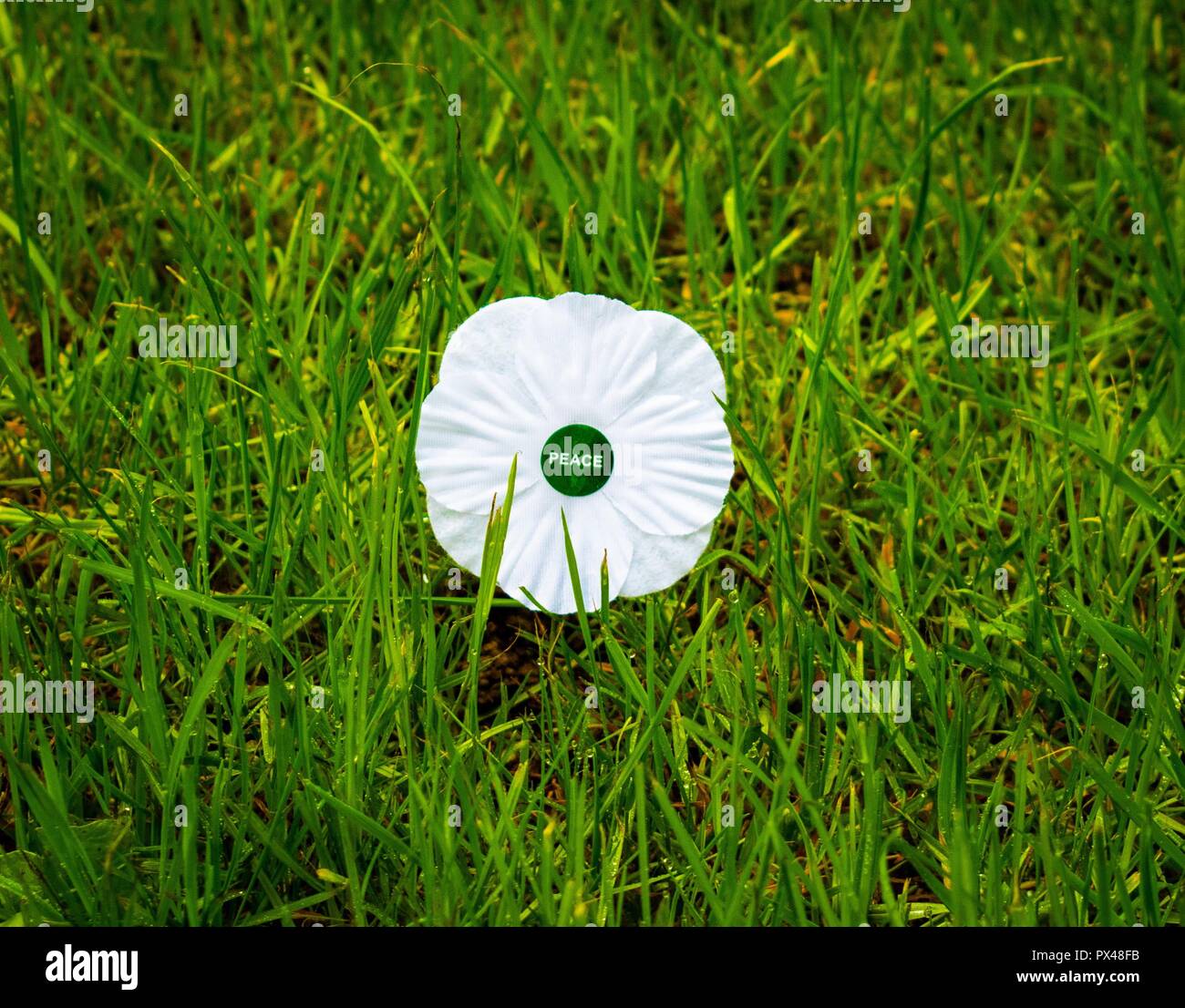 Weißer Mohn Erinnerung weiß Frieden Mohn Stockfotografie - Alamy