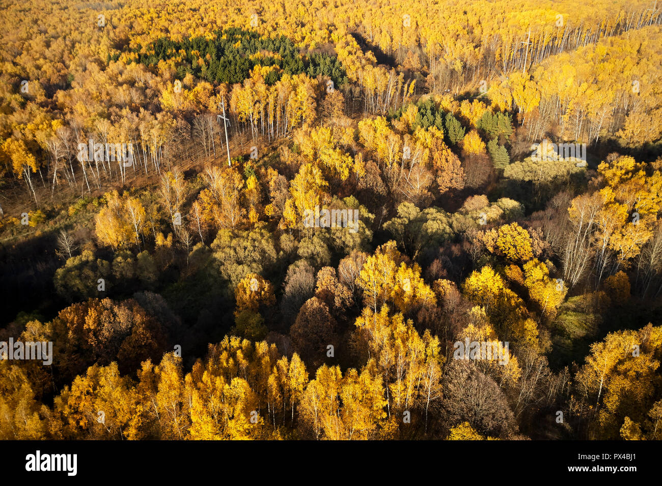 Luftaufnahme von Bäumen in goldenen Farben des Herbstes. Bitsa ...
