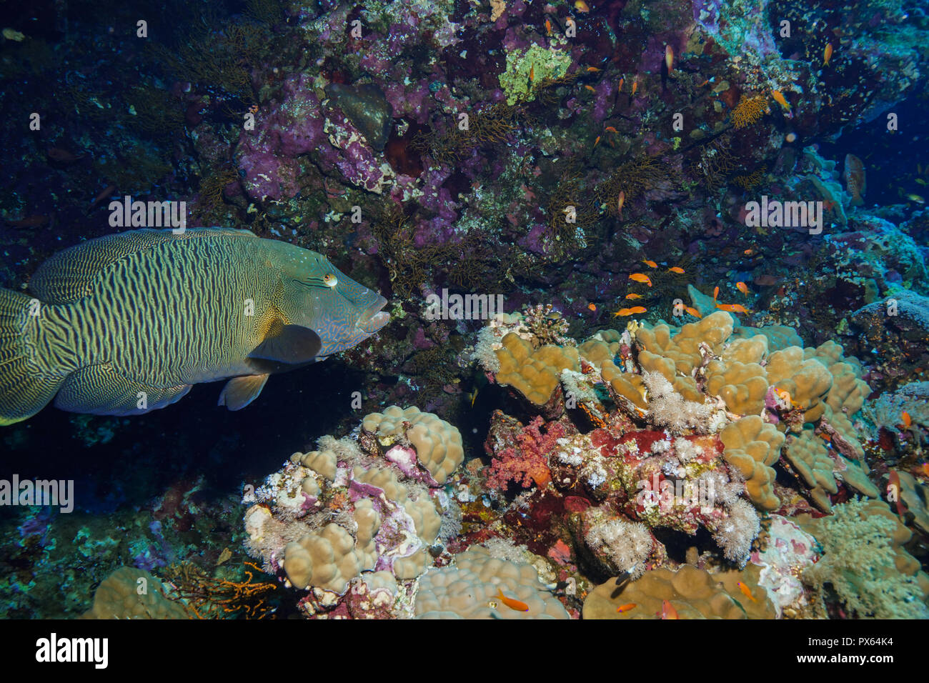 Napoleon Fisch Stockfotos und -bilder Kaufen - Alamy