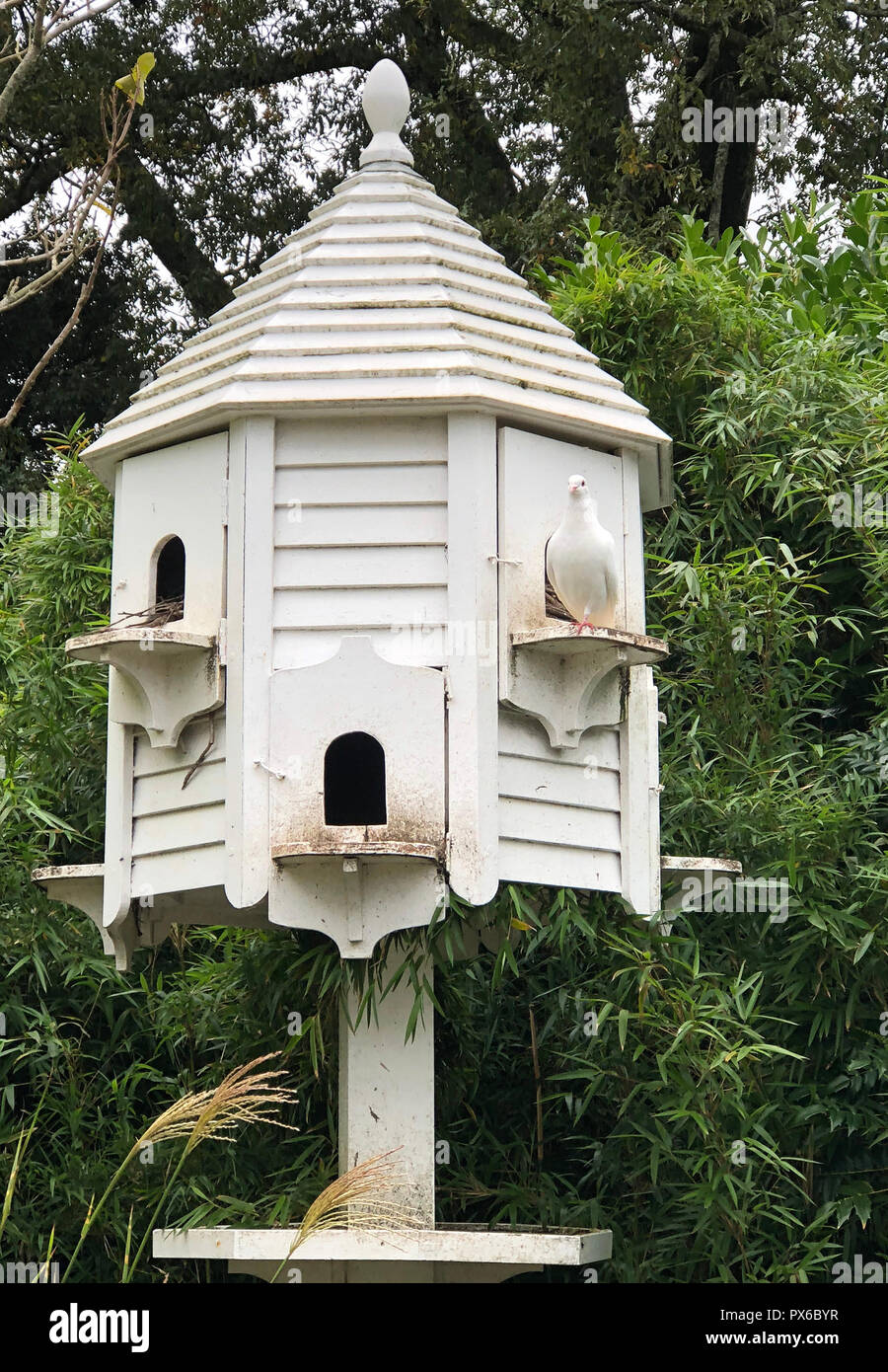 Dove birds -Fotos und -Bildmaterial in hoher Auflösung – Alamy