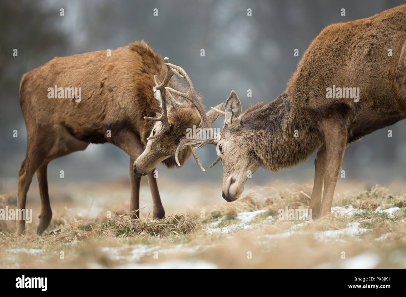 Brunft Rotwild Hirsche Kämpfen Stockfotos und -bilder Kaufen - Alamy