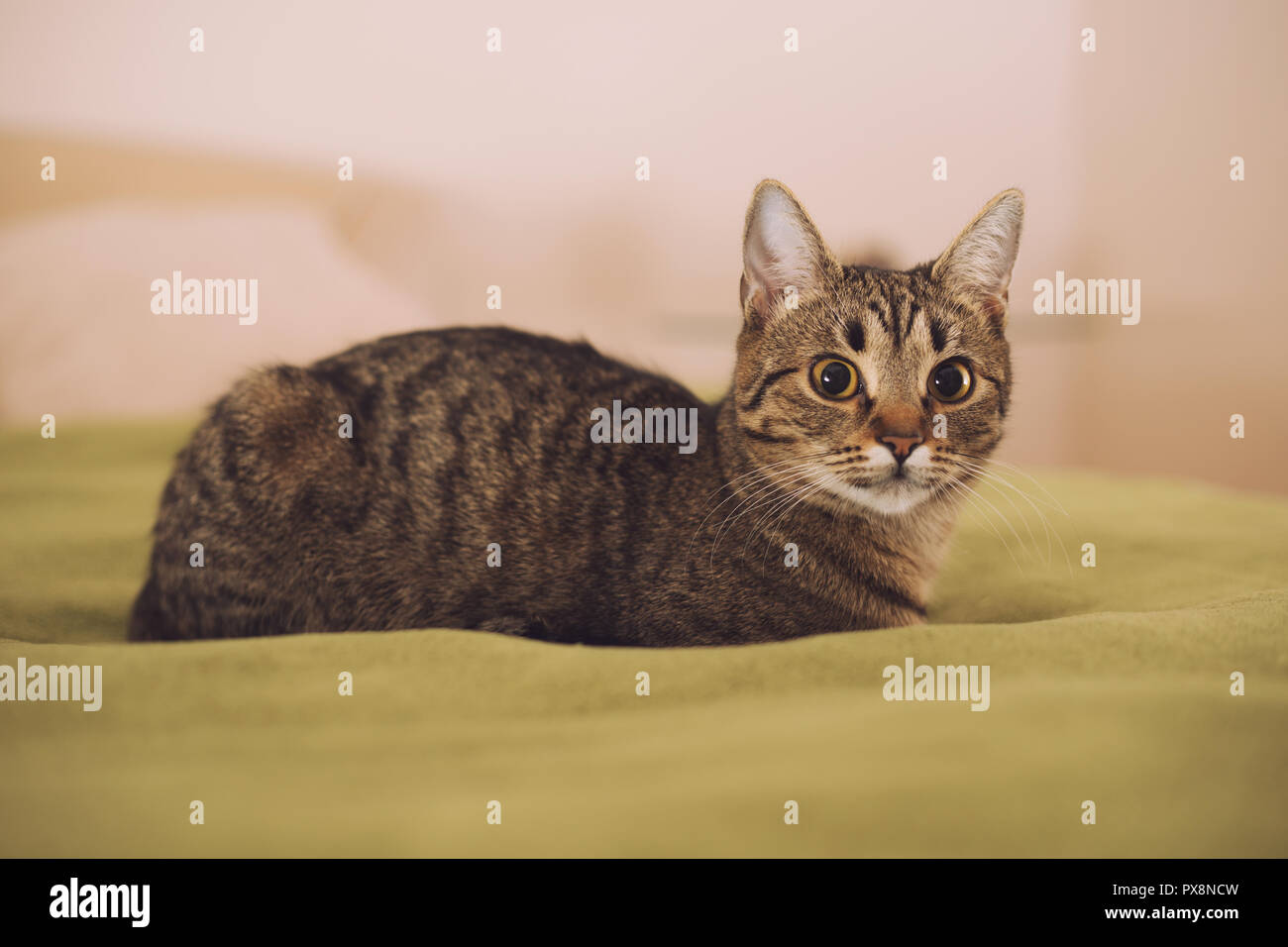 Schöne katze -Fotos und -Bildmaterial in hoher Auflösung – Alamy
