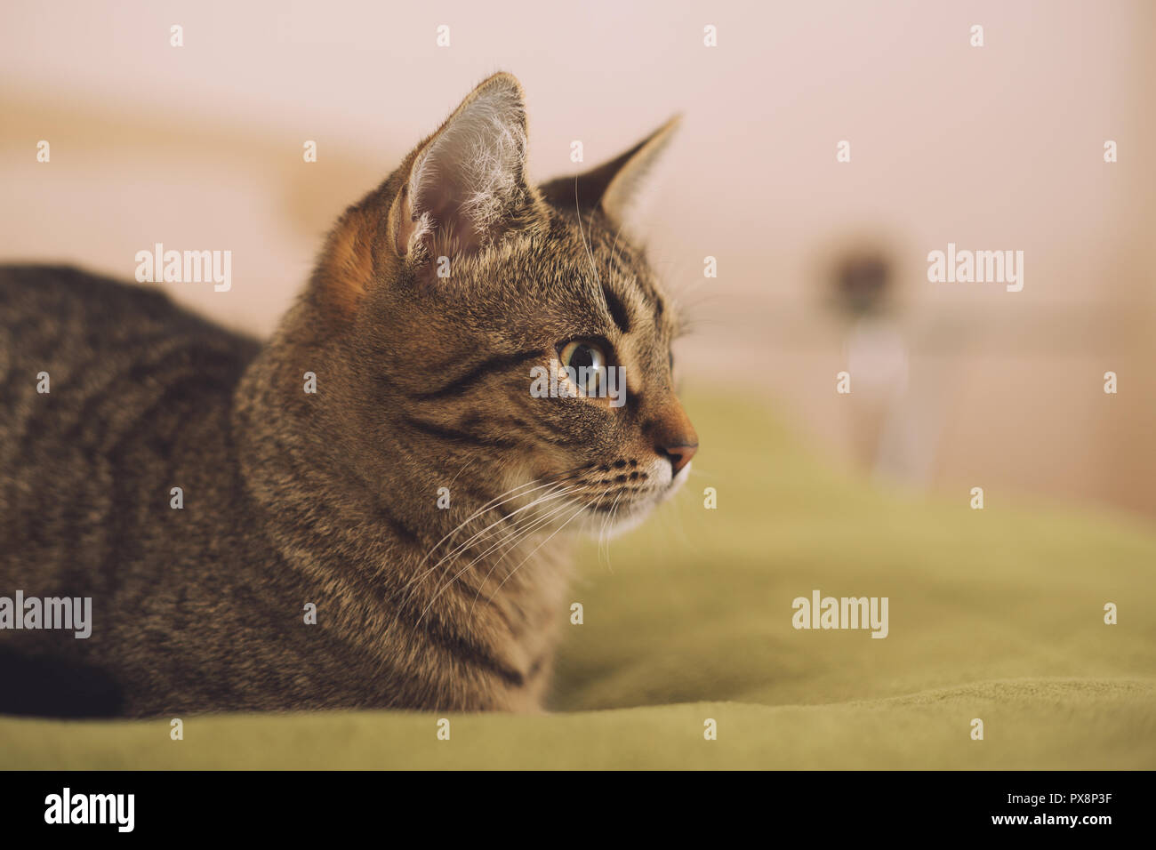 Foto Der Katze Stockfotos und -bilder Kaufen - Alamy