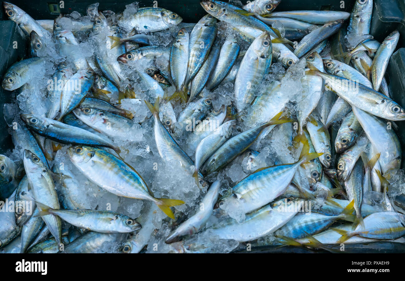 Frischer Fisch nach dem Fang in Fisch Märkten gehandelt werden. Diese ...