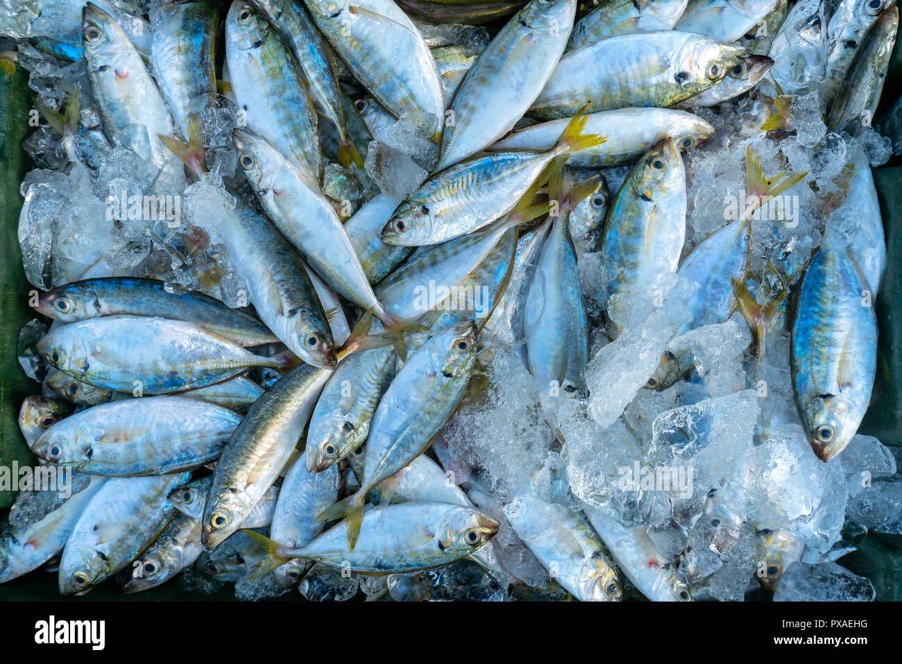 Frischer Fisch nach dem Fang in Fisch Märkten gehandelt werden. Diese ...