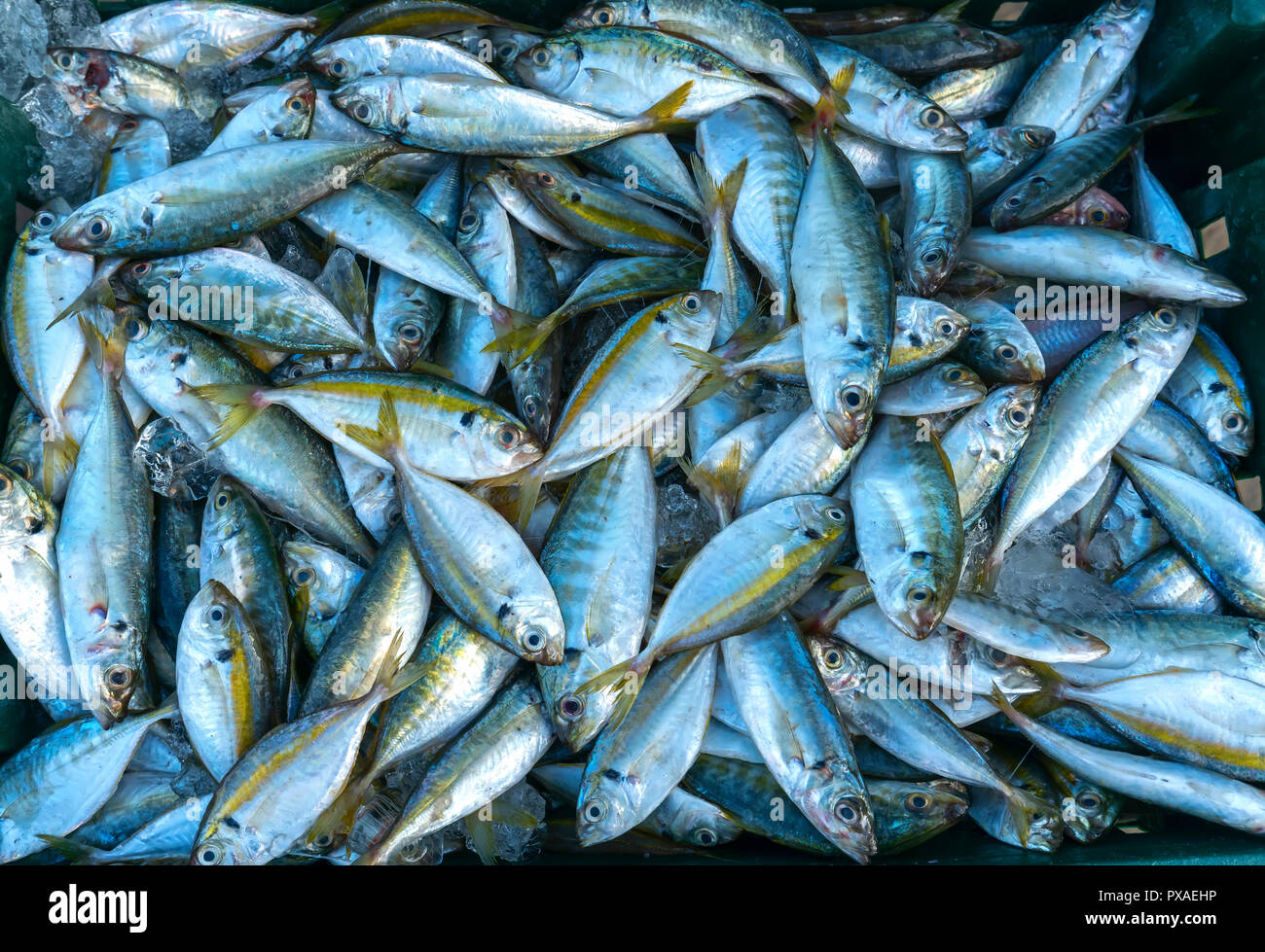Frischer Fisch nach dem Fang in Fisch Märkten gehandelt werden. Diese ...