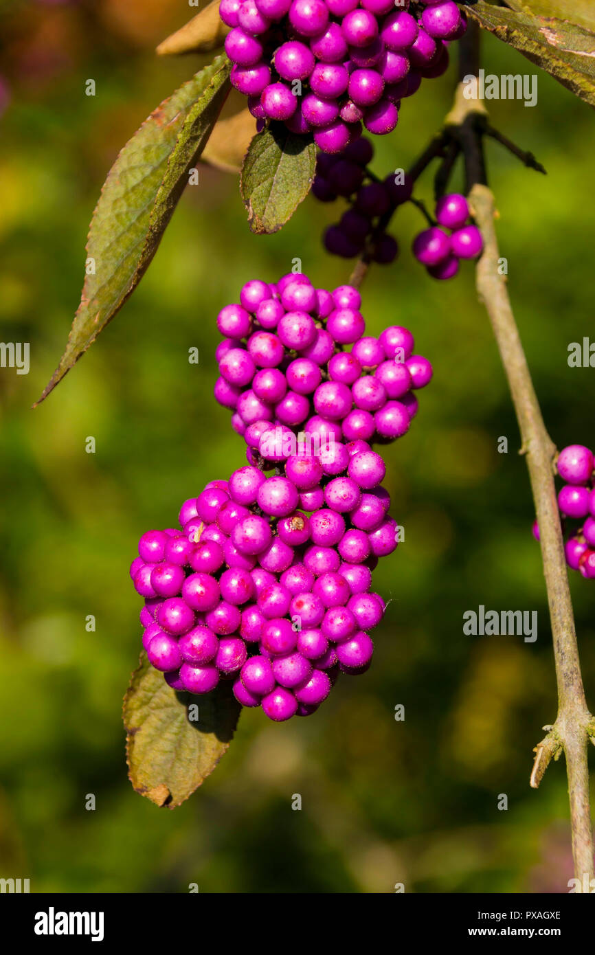 Lila Herbst Lila Beeren Stockfotos und -bilder Kaufen - Alamy