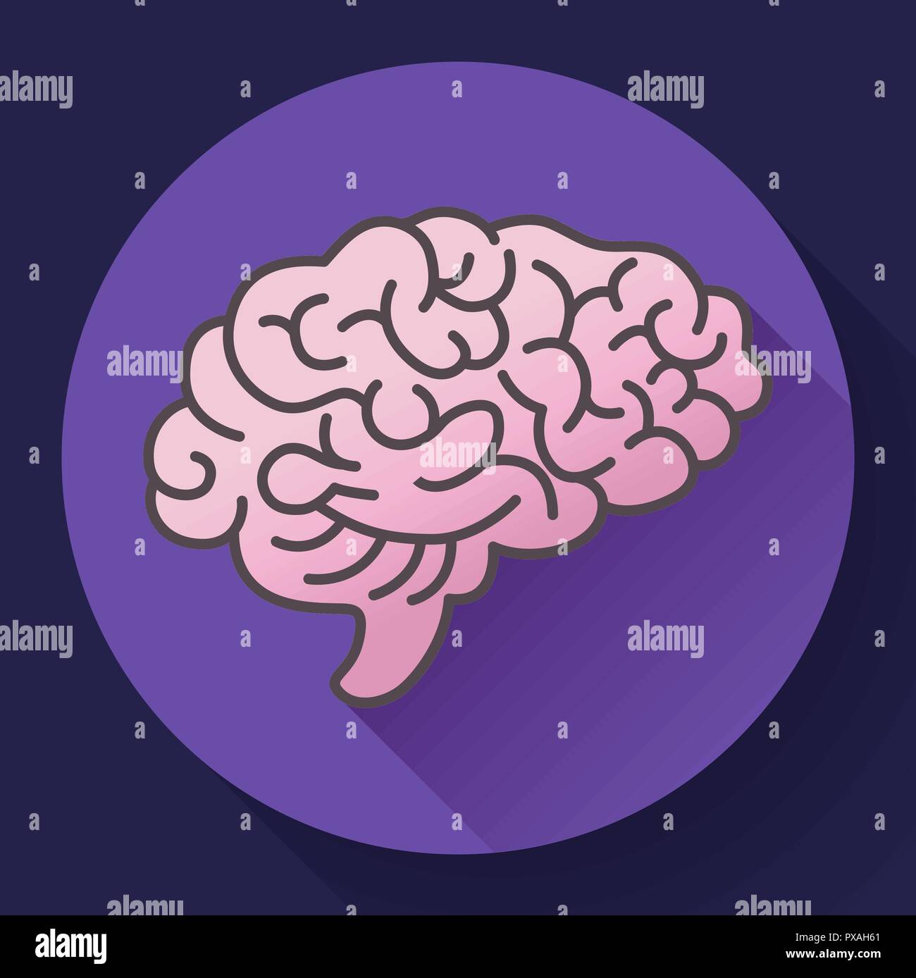 Gehirn anatomie vektor -Fotos und -Bildmaterial in hoher Auflösung – Alamy