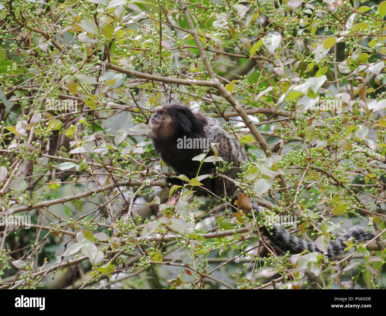 Vegetacao verde -Fotos und -Bildmaterial in hoher Auflösung – Alamy
