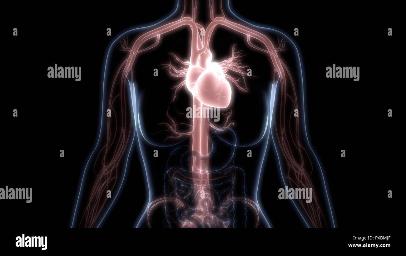 Den menschlichen Kreislauf Anatomie Stockfotografie - Alamy