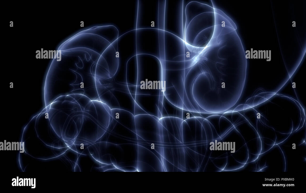 Anatomia del sistema urinario -Fotos und -Bildmaterial in hoher ...