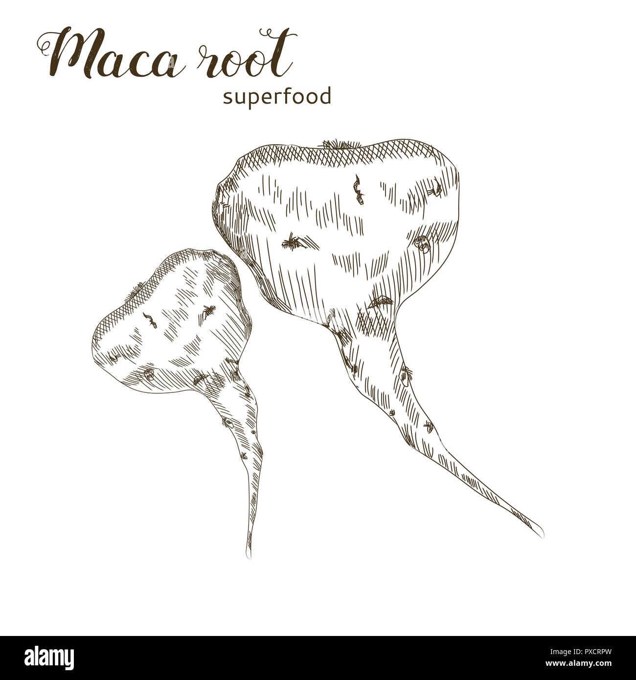 Maca Wurzel auf weißem Hintergrund. Superfood root Hand gezeichnete ...