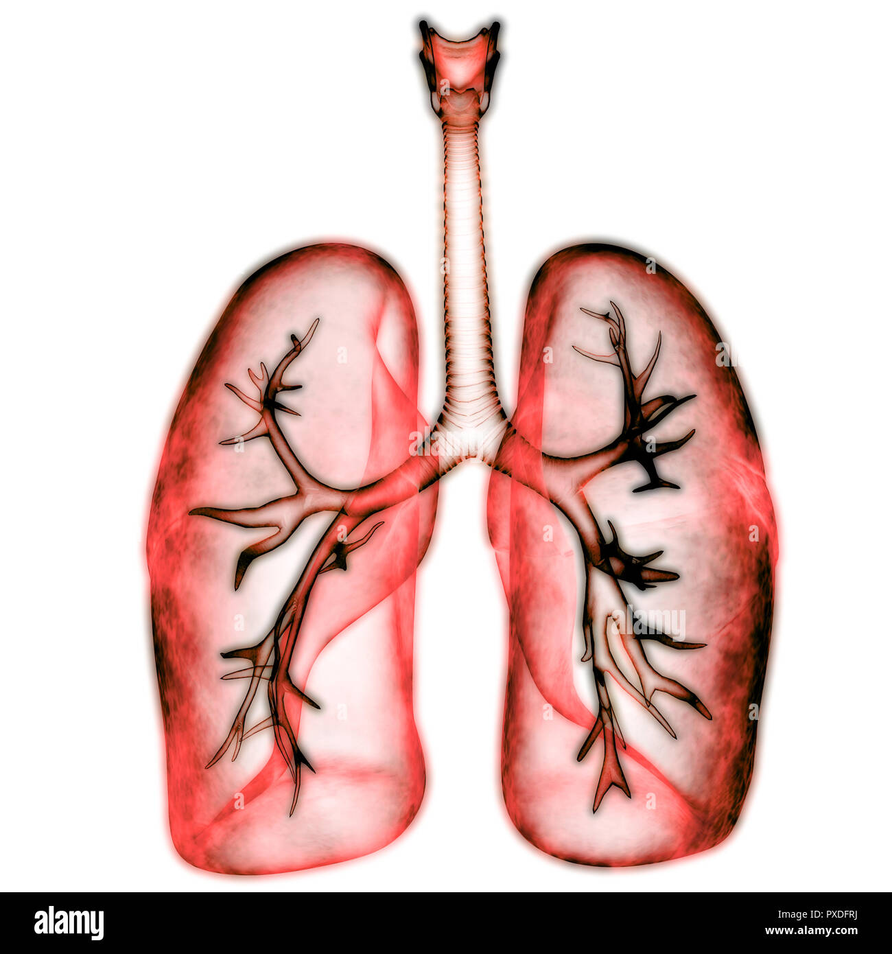 Menschliches atmungssystem -Fotos und -Bildmaterial in hoher Auflösung ...