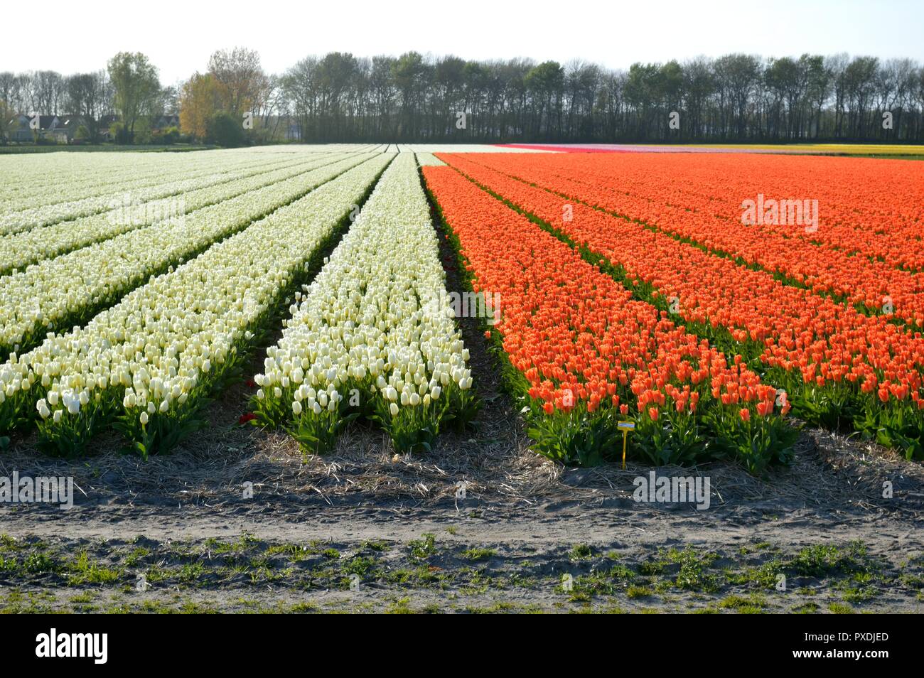Tulpenfelder in holland -Fotos und -Bildmaterial in hoher Auflösung – Alamy
