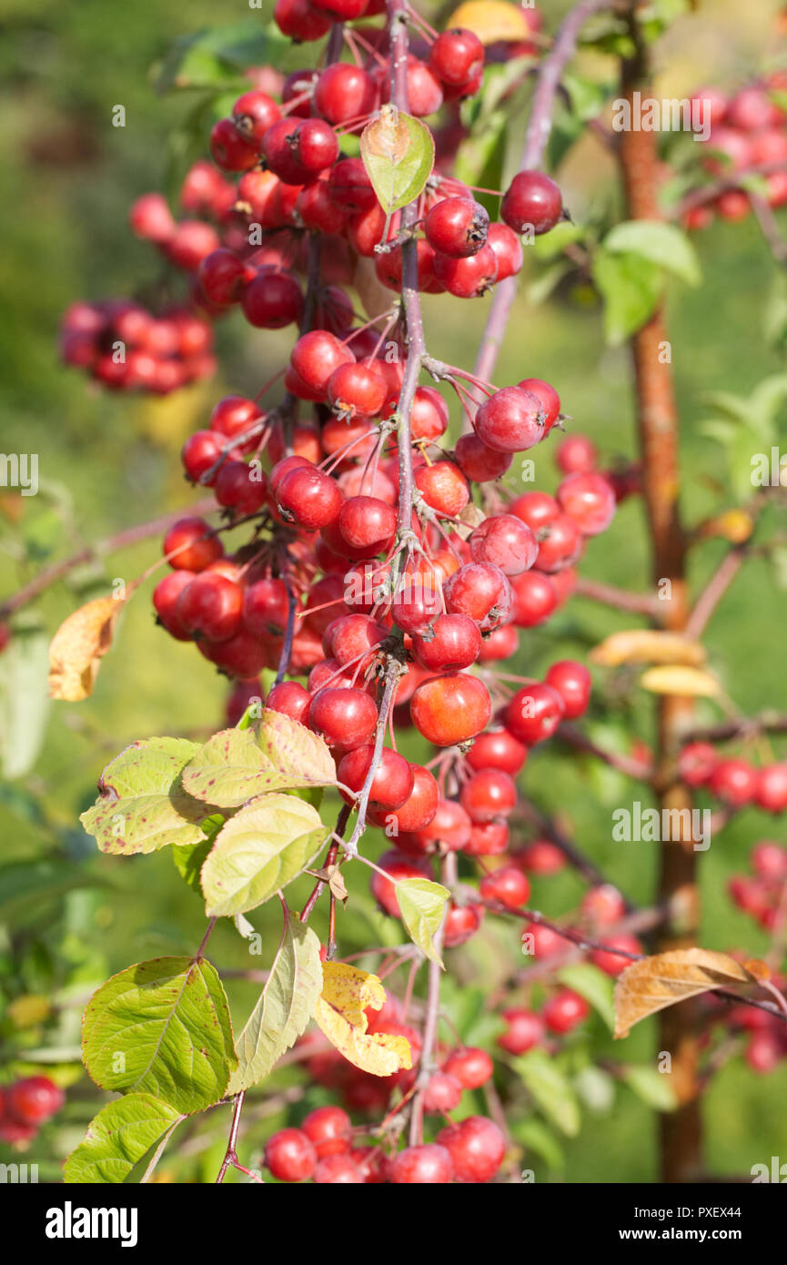 Malus evereste crabapple -Fotos und -Bildmaterial in hoher Auflösung ...