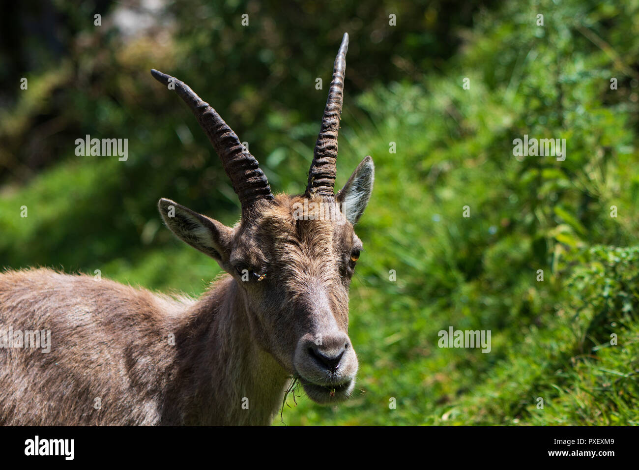 Weibliche Steinbock Steinböcke mit Baby Stockfotografie - Alamy