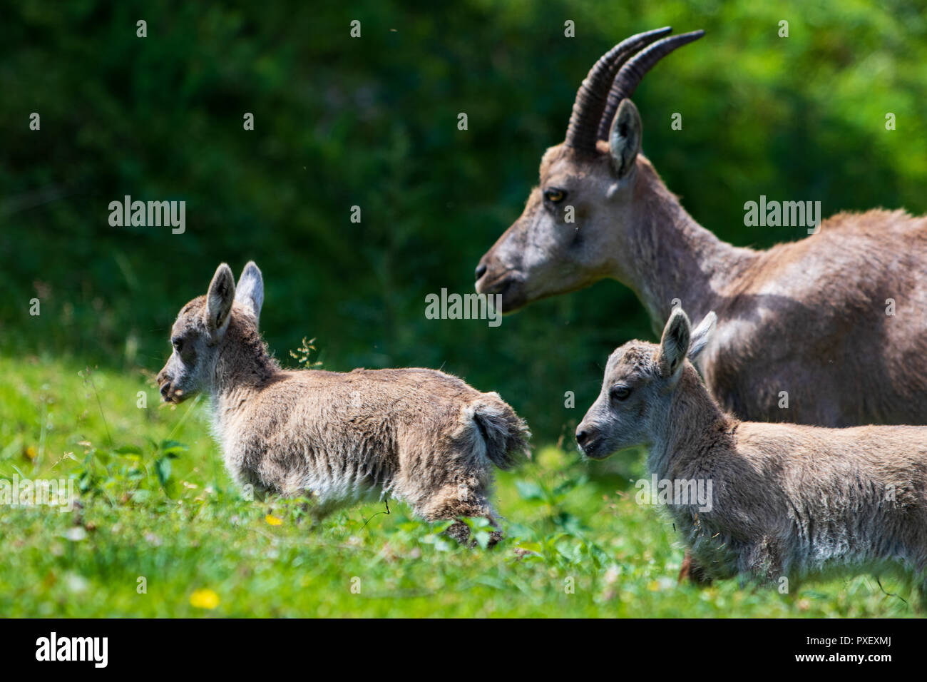 Weibliche Steinbock Steinböcke mit Baby Stockfotografie - Alamy