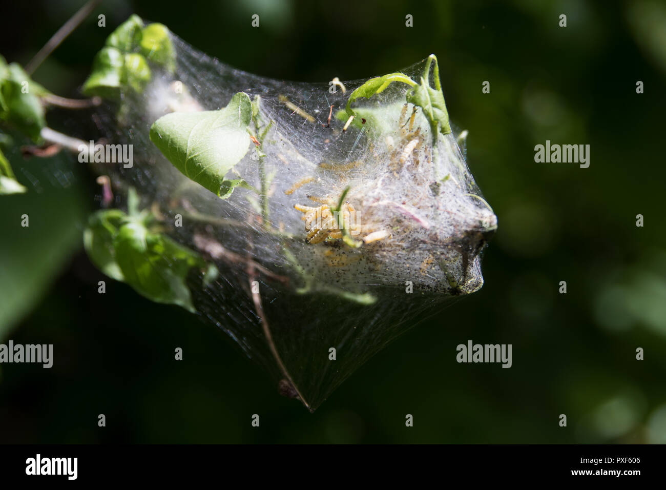 Makro Einer Mottenlarve Im Wald Stockfotos und -bilder Kaufen - Alamy