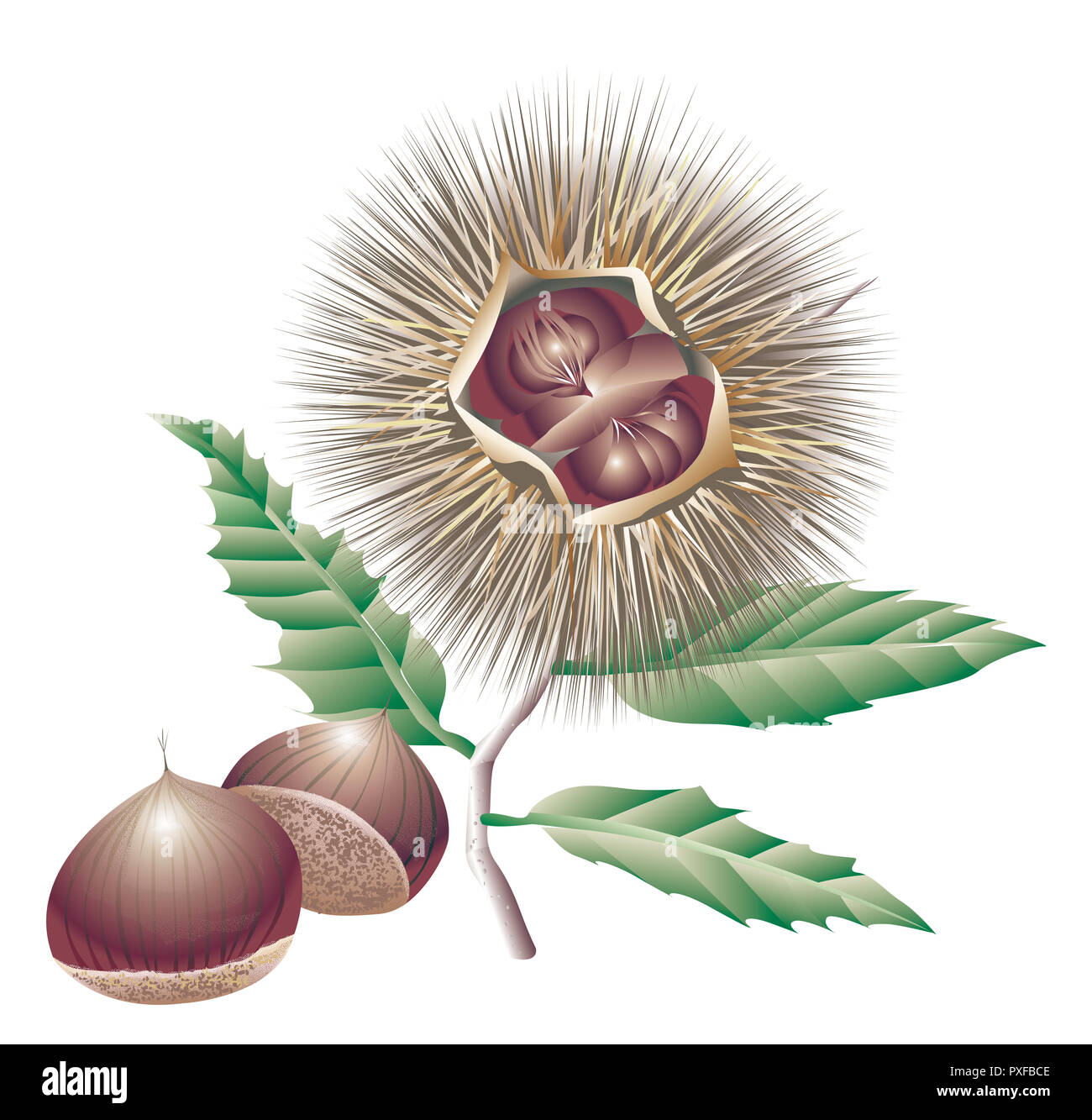 Kastanie frucht illustration Ausgeschnittene Stockfotos und -bilder - Alamy
