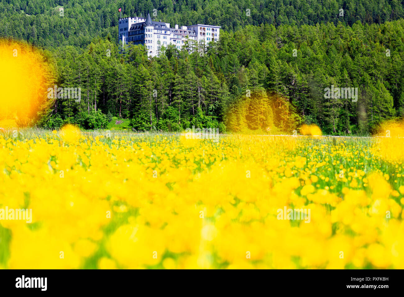 Engadin blumen -Fotos und -Bildmaterial in hoher Auflösung – Alamy