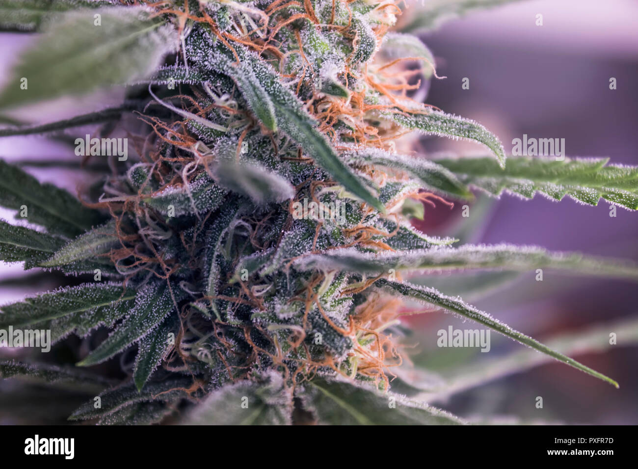 Cannabis strauch -Fotos und -Bildmaterial in hoher Auflösung – Alamy