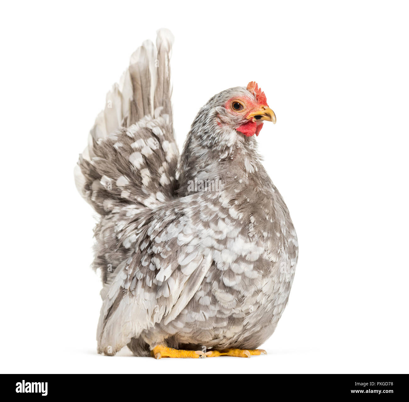 Chabo chicken japanese bantam chicken -Fotos und -Bildmaterial in hoher ...