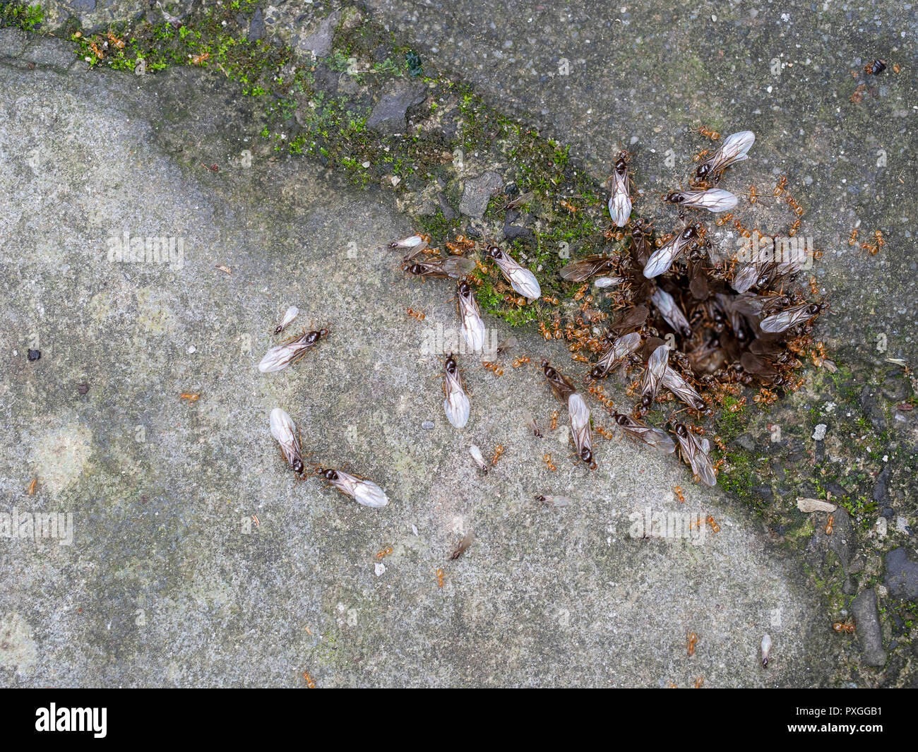 Lasius Flavus Stockfotos und -bilder Kaufen - Alamy