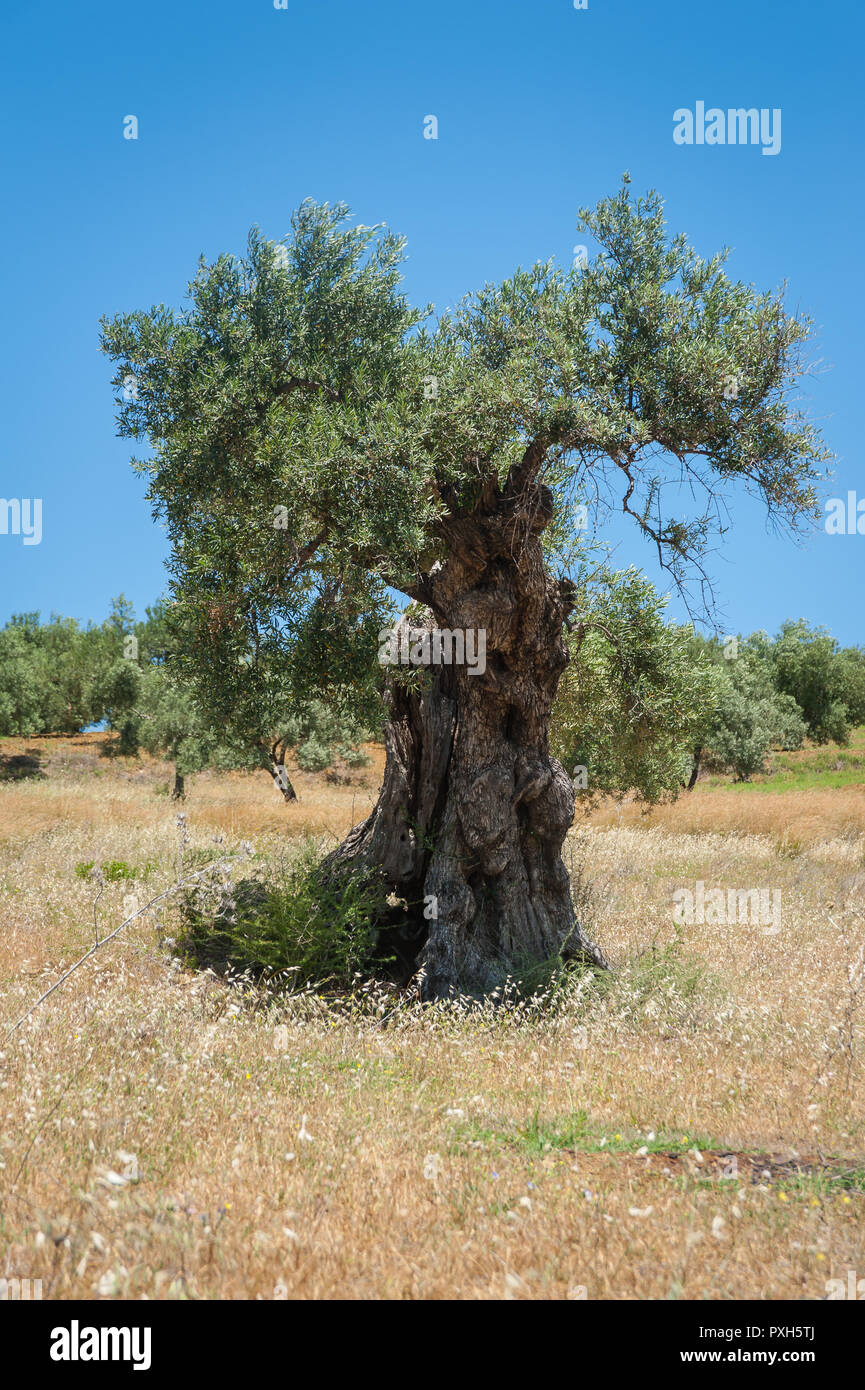 Olivenbaum, ca. 1000 Jahre alt oder sogar noch mehr. Olive Tree ...