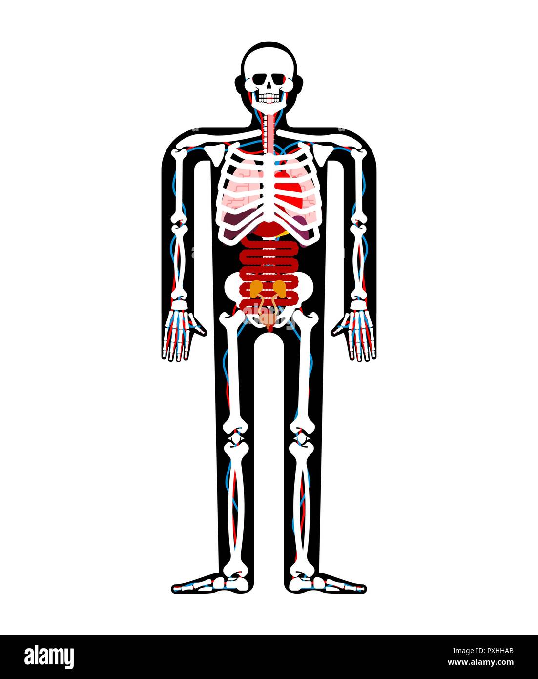 Die menschliche Anatomie. Das Skelett und die inneren Organe. Systeme ...