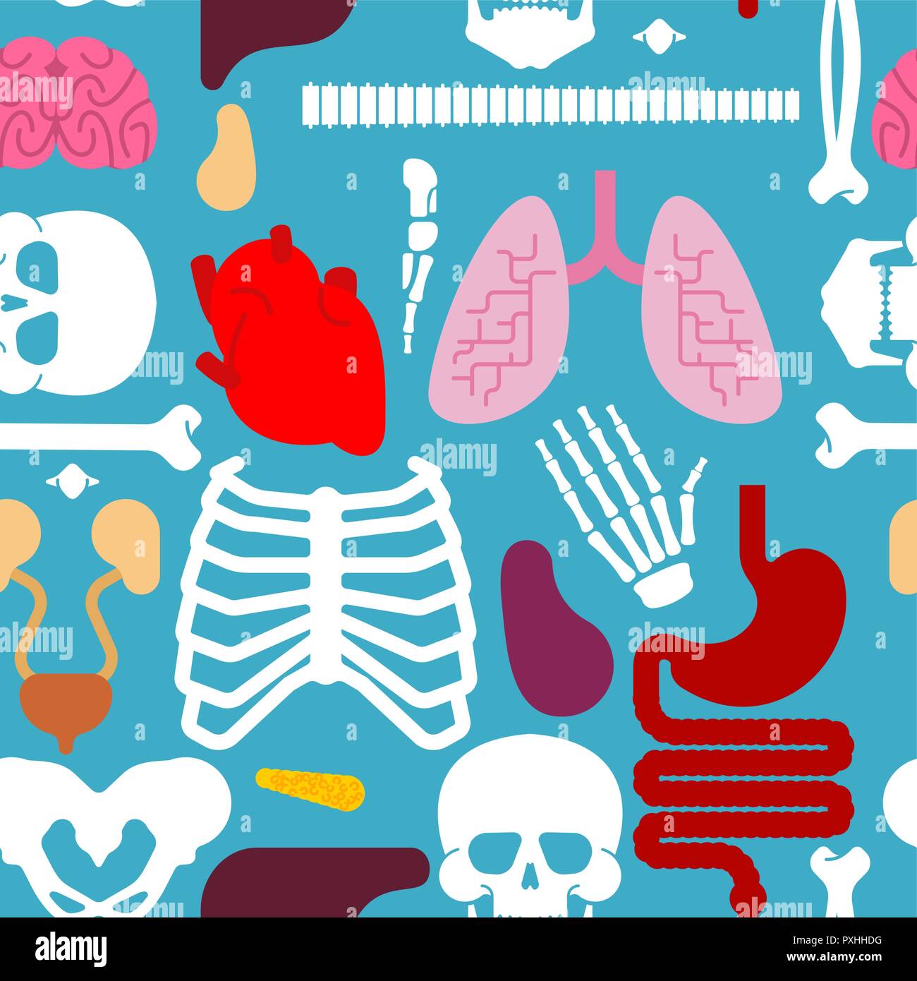 Die menschliche Anatomie Muster Nahtlose. Skelett und inneren Organen ...