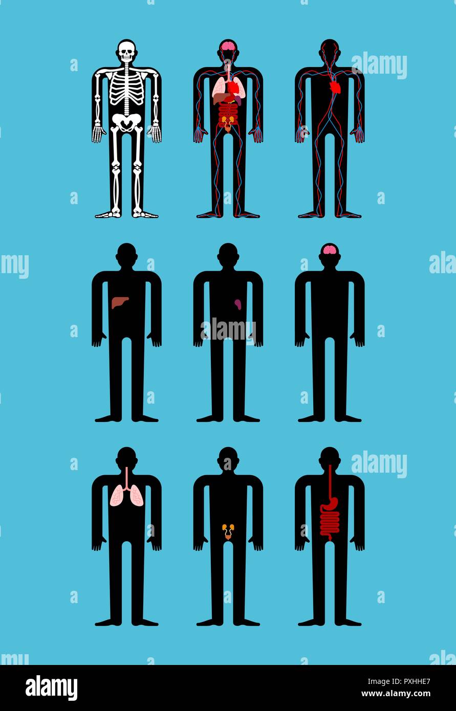 Die menschliche Anatomie. Das Skelett und die inneren Organe. Systeme ...