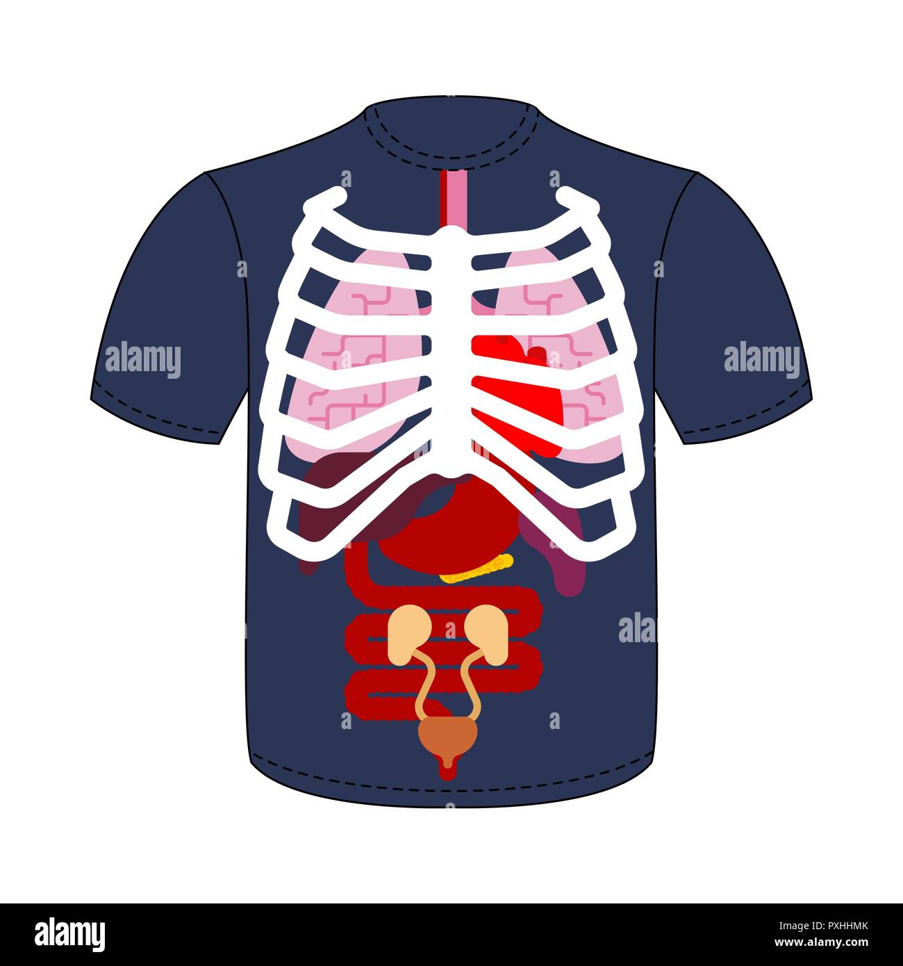 Cage thoracique anatomie dessin -Fotos und -Bildmaterial in hoher ...