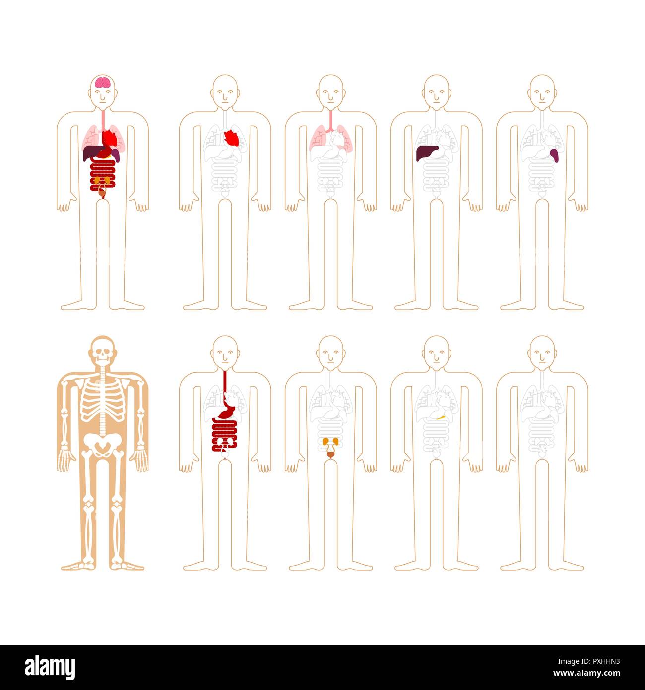 Die menschliche Anatomie. Das Skelett und die inneren Organe. Systeme ...