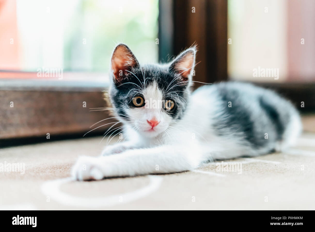 Feline Cute Stockfotos und -bilder Kaufen - Alamy