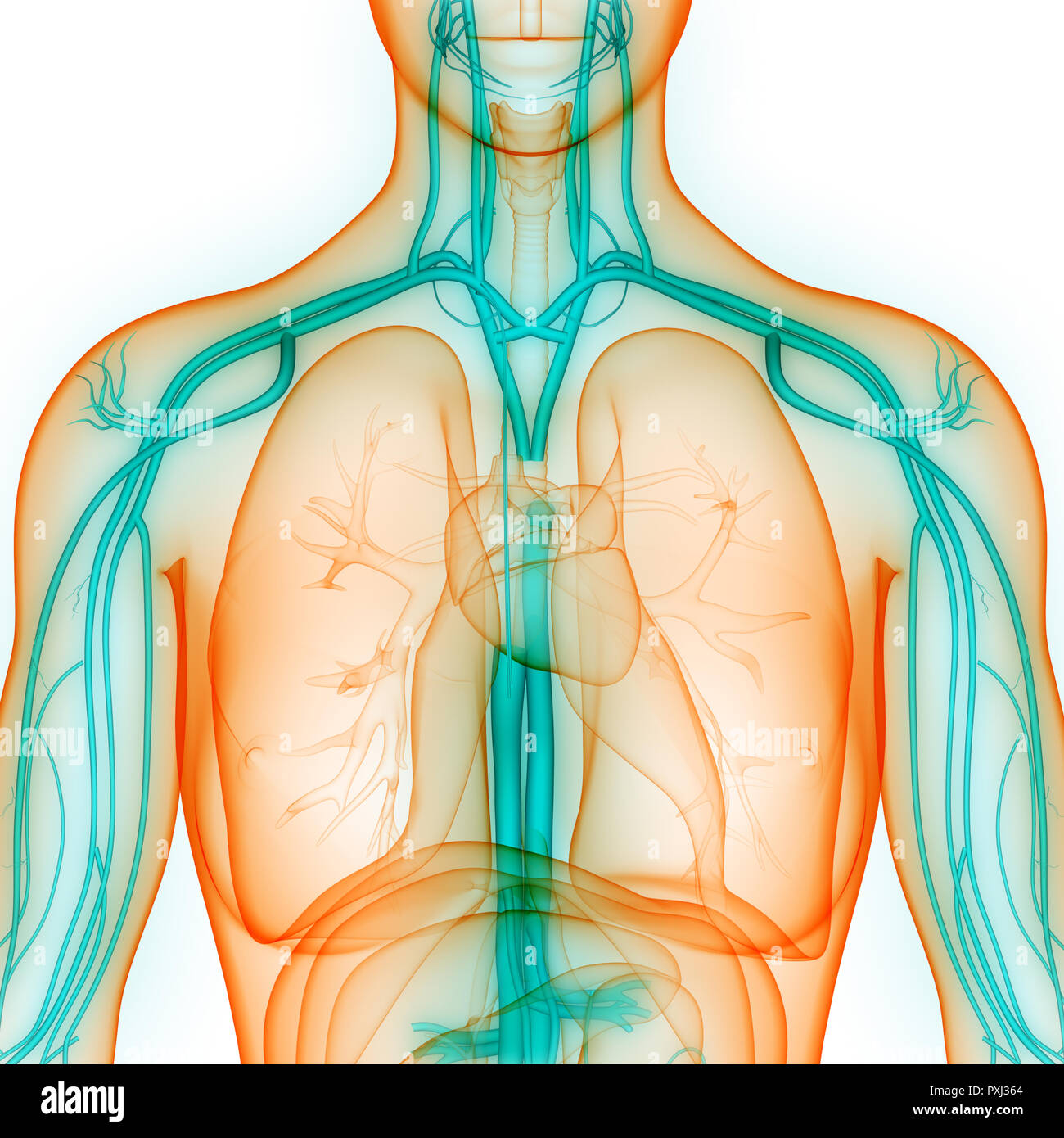 Circulatory system -Fotos und -Bildmaterial in hoher Auflösung – Alamy