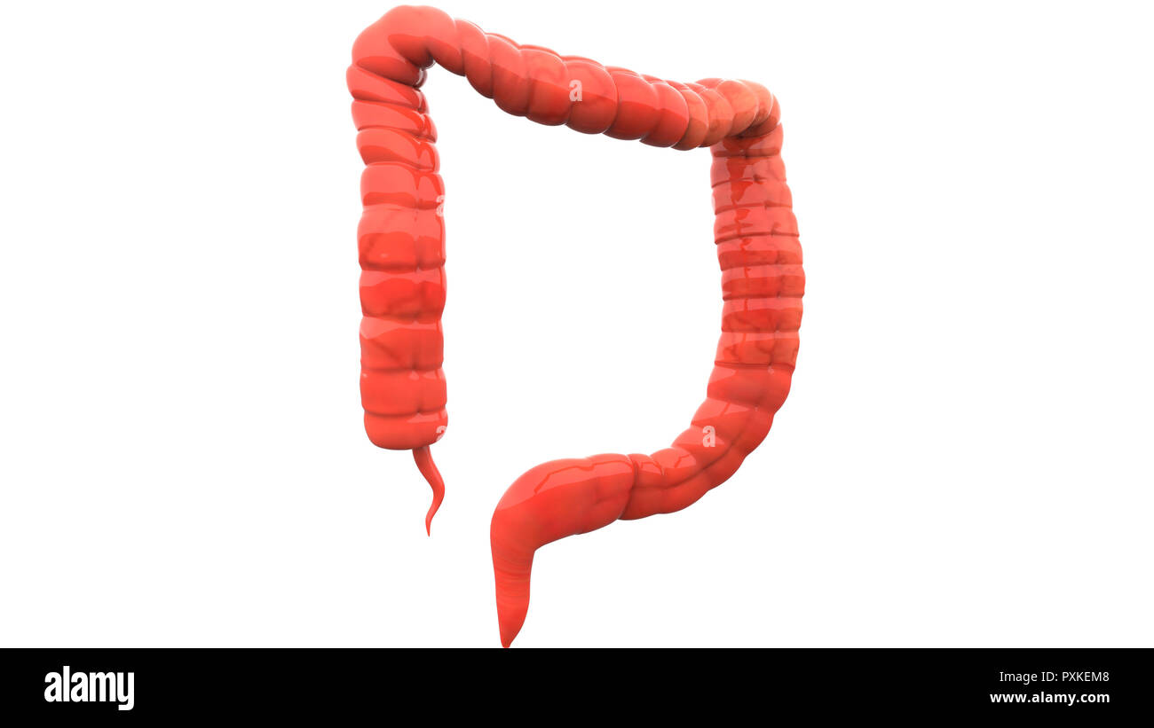 Menschliche Verdauungssystem Dickdarm Anatomie Stockfotografie - Alamy