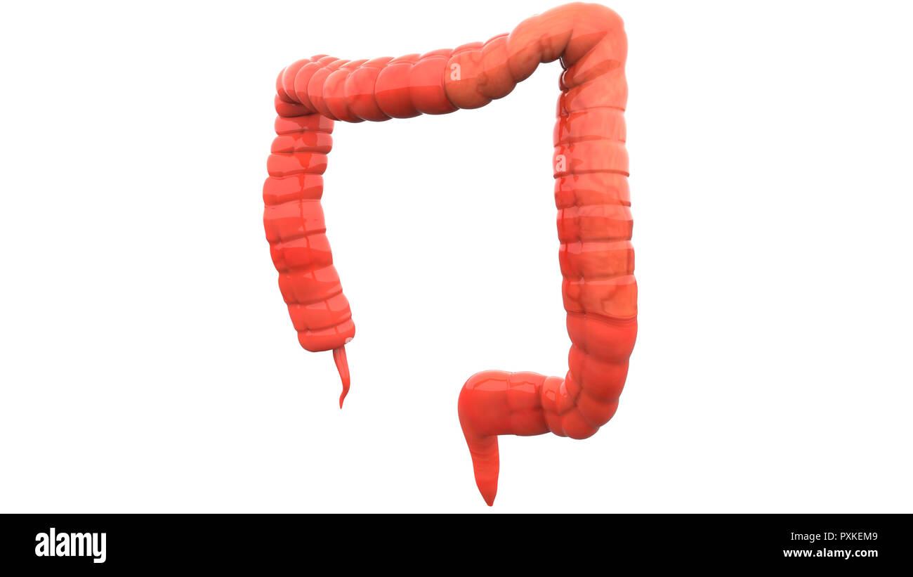 Menschliche Verdauungssystem Dickdarm Anatomie Stockfotografie - Alamy