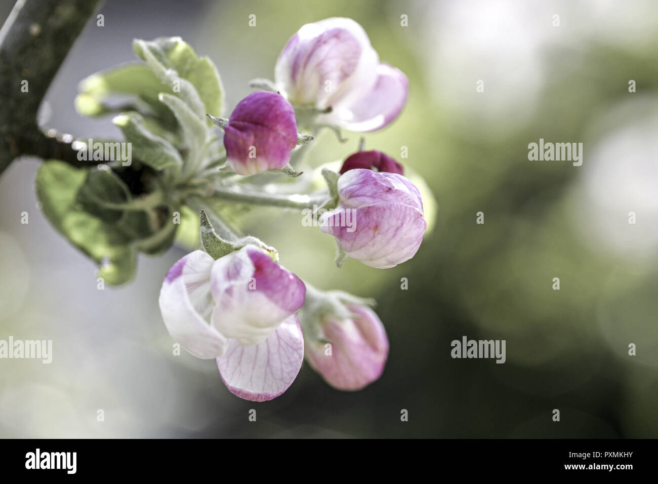 Malus spec malus spec -Fotos und -Bildmaterial in hoher Auflösung – Alamy
