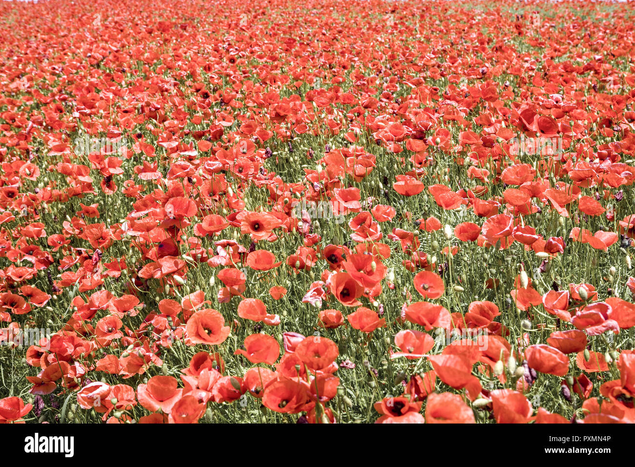 Landschaft, Blumenwiese, Mohn, Bluehen, Natur, Hügel, Wiesen, Felder ...