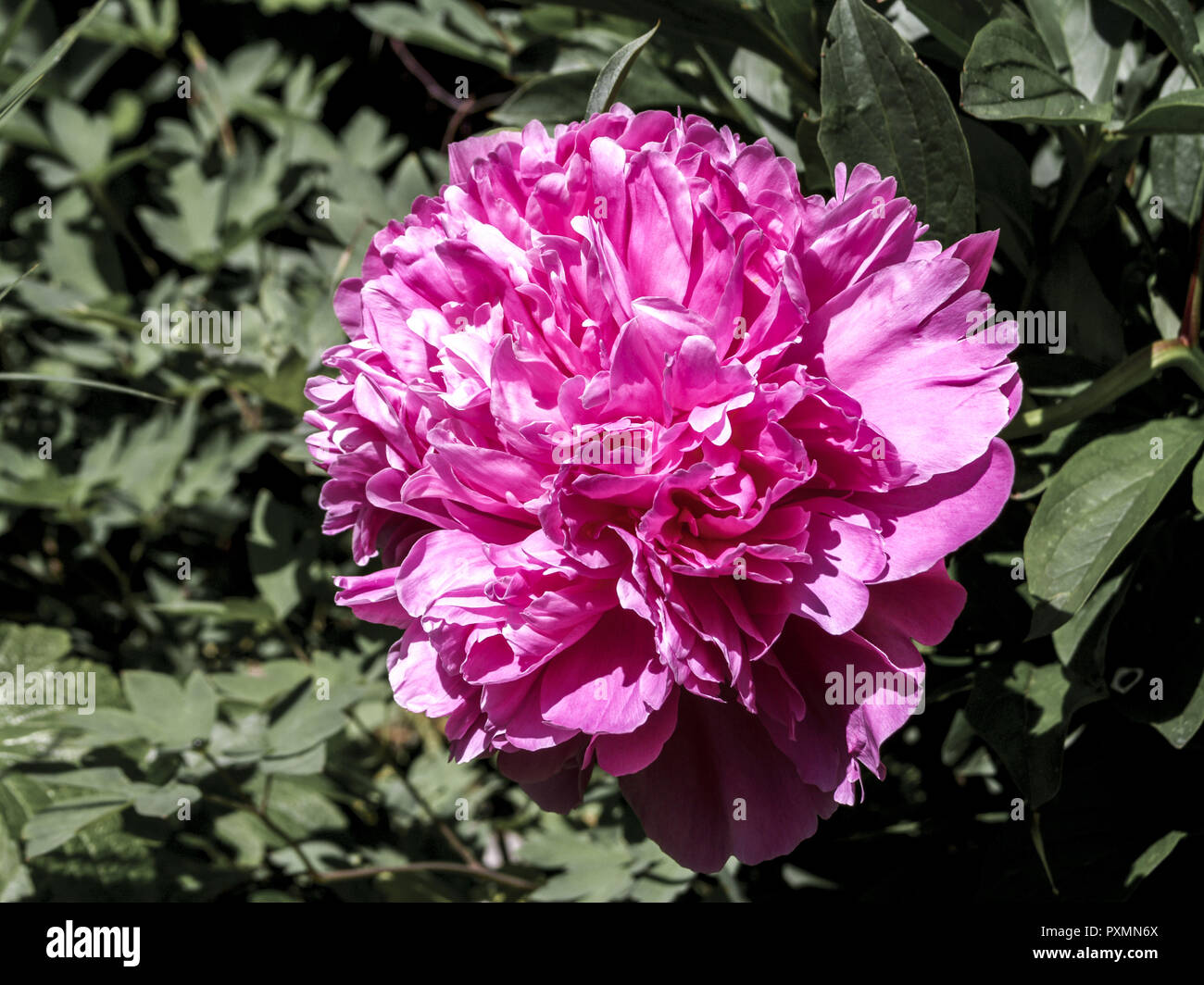 Pfingstrose (Paeonia officinalis), Bluete, Blueten, Bluetenknospe ...