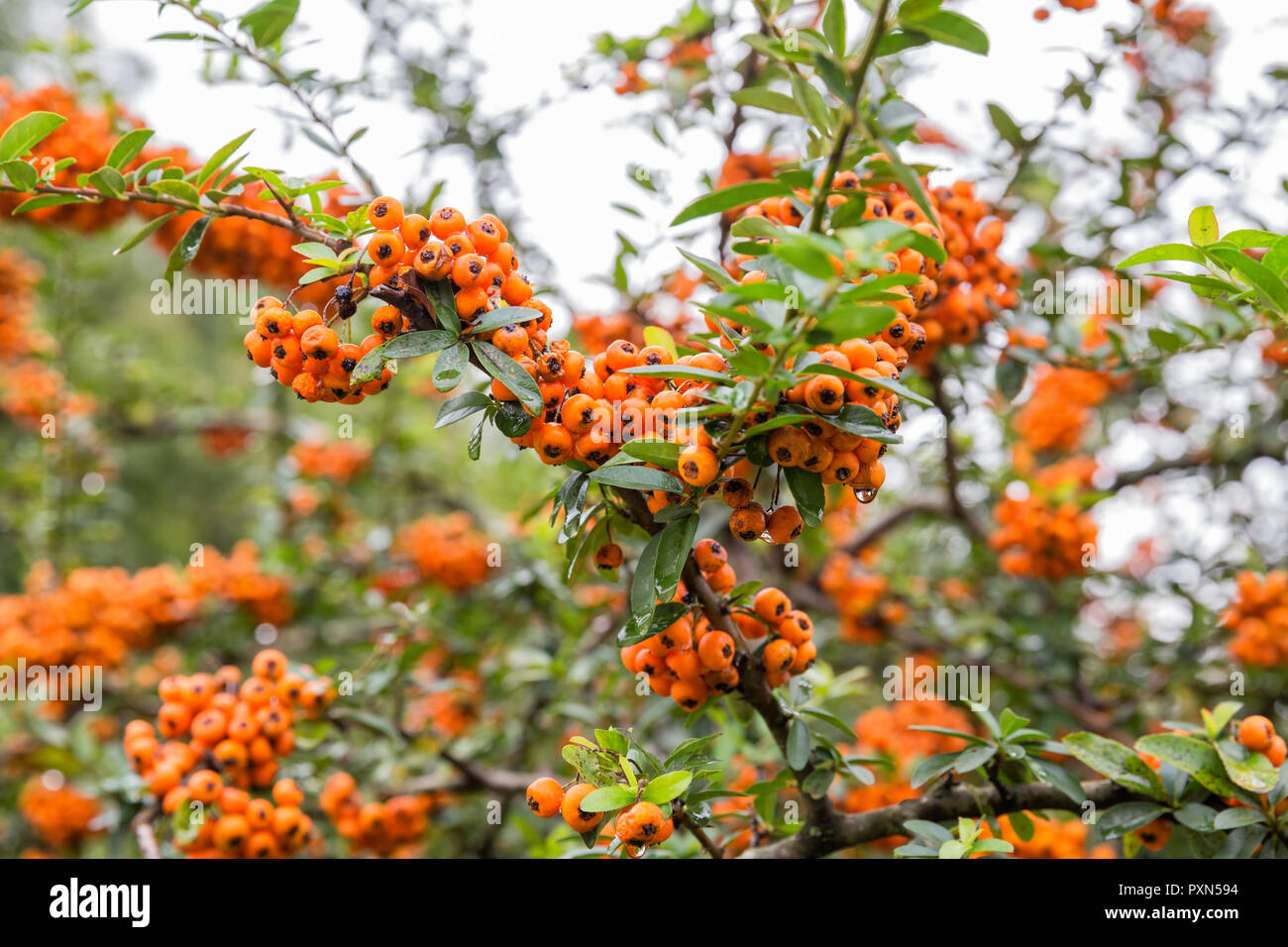 Dekorativer Strauch Stockfotos & Dekorativer Strauch Bilder - Alamy