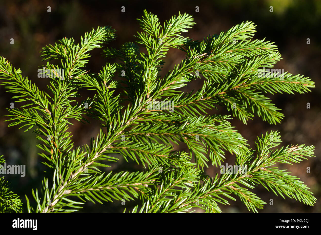 Norwegen fichte picea abies zweige -Fotos und -Bildmaterial in hoher ...