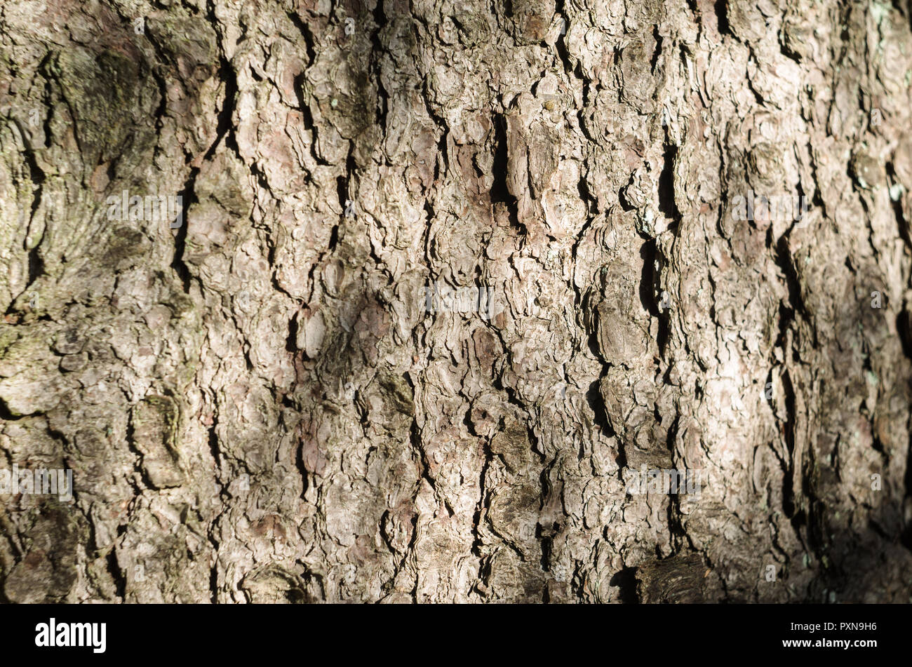 Erwachsene fichte -Fotos und -Bildmaterial in hoher Auflösung – Alamy