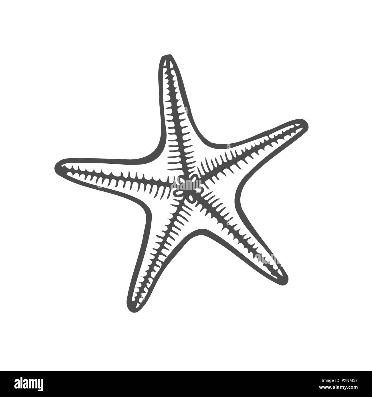 Seestern Natur Meer Wasser unter Wasser. Hand marine Gravur star fish ...