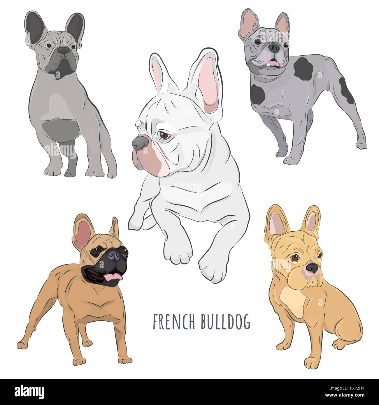Franzosische Bulldogge Farben