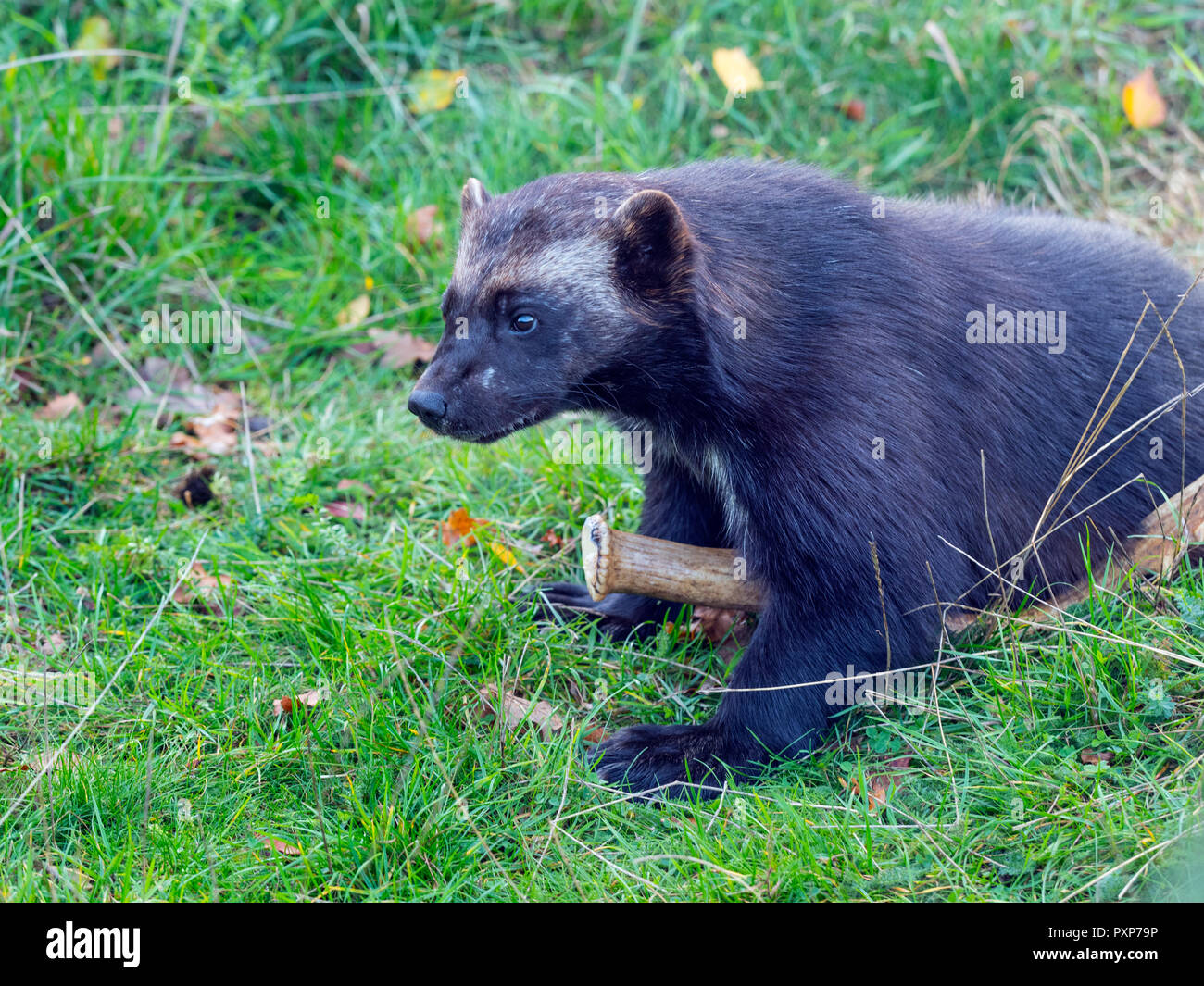 Brown bear teeth -Fotos und -Bildmaterial in hoher Auflösung – Alamy