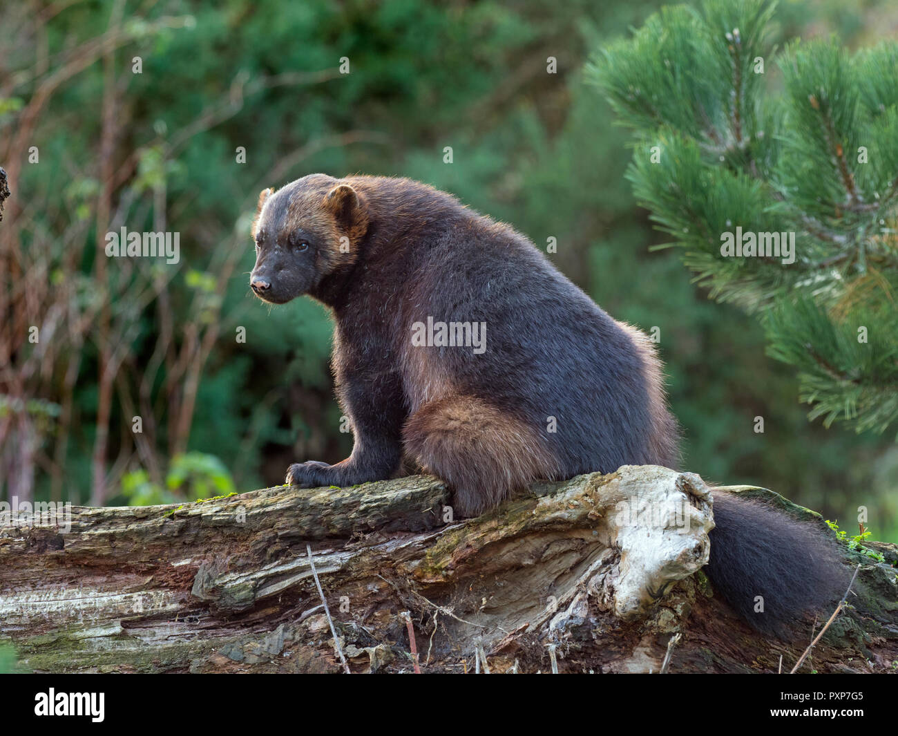 Skunk teeth -Fotos und -Bildmaterial in hoher Auflösung – Alamy